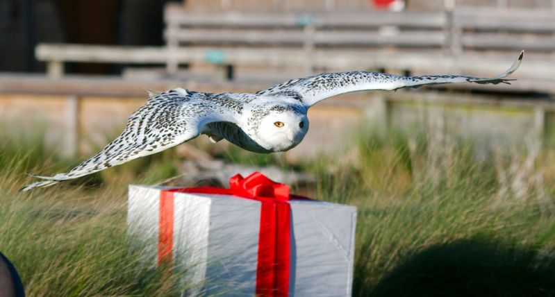 10 Things to do in Wiltshire this December - Visit Wiltshire