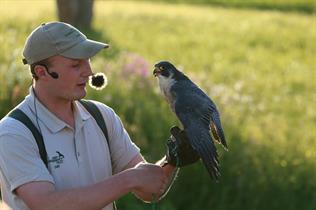 Hawk Conservancy Trust - Visit Salisbury